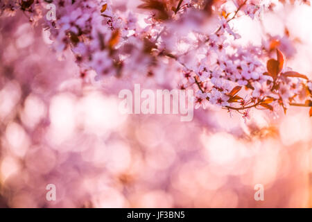 Cherry Blossom japan flowers natural background Stock Photo - Alamy