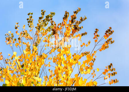 Autumn tree branches with yellow leaves and blue sky Stock Photo - Alamy