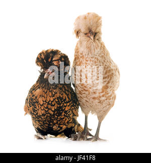 Padovana chicken in front of white background Stock Photo - Alamy
