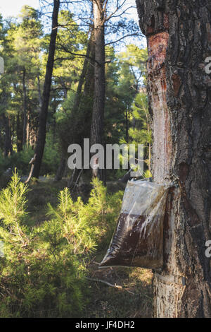 Collect of resin on pine tree. Plastic bag Stock Photo - Alamy