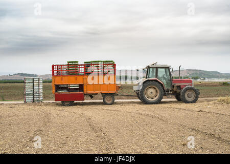 Tractor trailer loaded with seedlings. Crates seedlings Stock Photo - Alamy