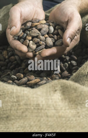Hand holds cocoa beans Stock Photo - Alamy