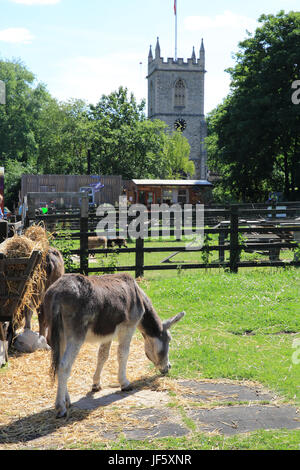 Stepney City Farm, in the East End of London, in England, UK Stock ...
