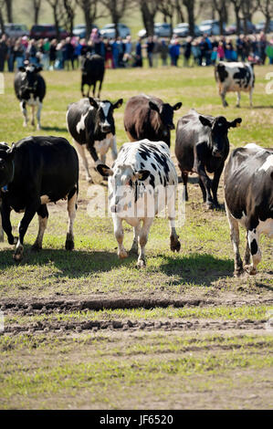 Cows running as they get out in spring. One cow stands still watching ...
