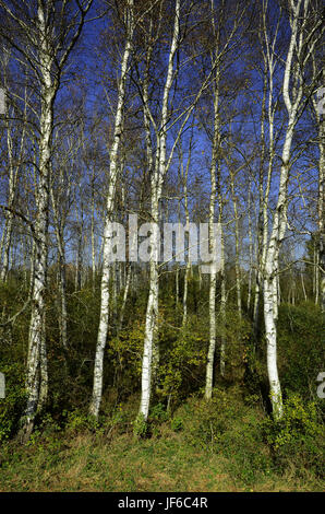 Birch forest / Birkenwald Stock Photo - Alamy