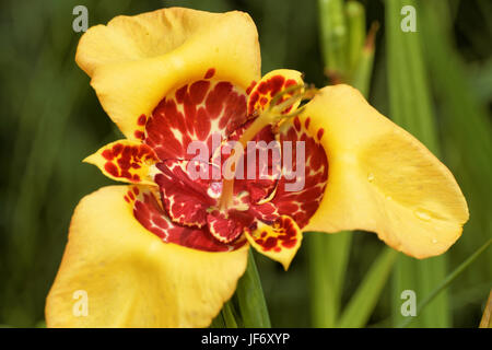Tigridia pavonia, Speciosa, peacock tiger flower Stock Photo - Alamy