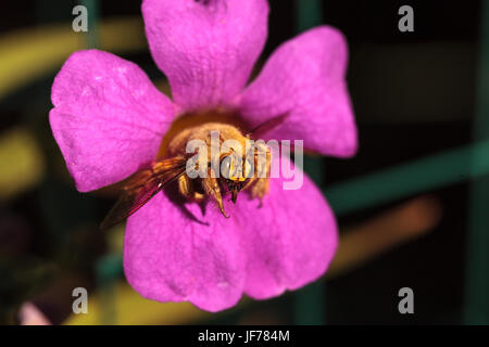 Gold colored male valley carpenter bee Stock Photo - Alamy