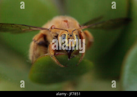 Gold colored male valley carpenter bee Stock Photo - Alamy