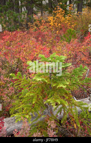 Young fir along Monon Lake Trail in autumn, Ollalie Lake Scenic Area ...
