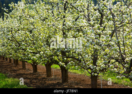 Hood River County, OR Pear trees in blossom with red barn and Mt. Hood ...