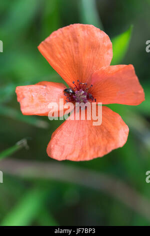 Red Argemone flower (in Papaveraceae family commonly known as prickly ...