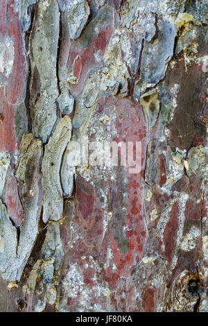 Lyonothamnus floribundus - ironwood tree Stock Photo - Alamy