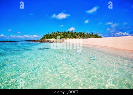 Red-footed Booby (Sula sula), Fiji Islands, Oceania Stock Photo - Alamy