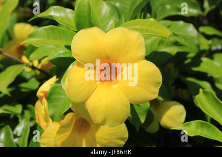 Golden Trumpet (Allamanda cathartica) flowers in El Yunque Rainforest ...