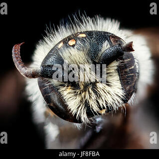 A close-up photograph of a male Hoplitis truncata bee, captured on ...