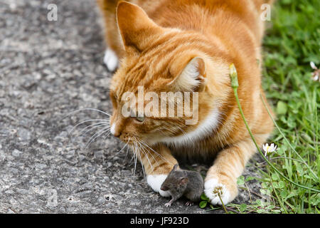 26th June 21017. Lily with a mouse Credit:Tony Taylor/Alamy Live News ...