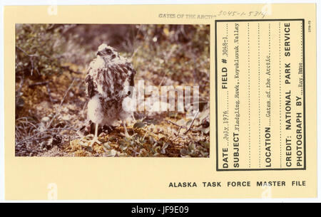 Fledgling hawk, Kuyukluvuk Valley. Alaska Task Force Photographs Stock ...