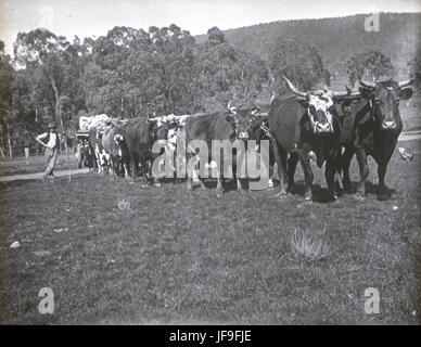 Bullock team 33341703803 o Stock Photo - Alamy