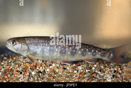 The brook trout (Salvelinus fontinalis) underwater Stock Photo - Alamy