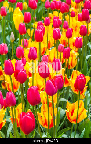 Fresh tulips background Stock Photo - Alamy