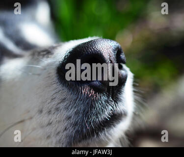 Siberian Husky Dog Snout - Close up view of alert dog Stock Photo - Alamy