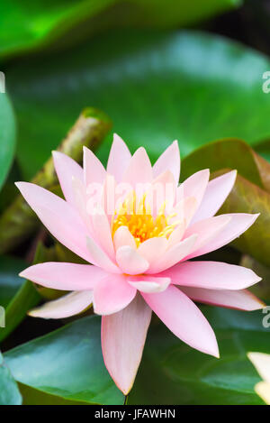 Lotus flowers bloom in Chengdu City, southwest China's Sichuan Province ...