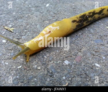 Bright yellow banana slug (Ariolimax sp.) crawling over a rock in ...