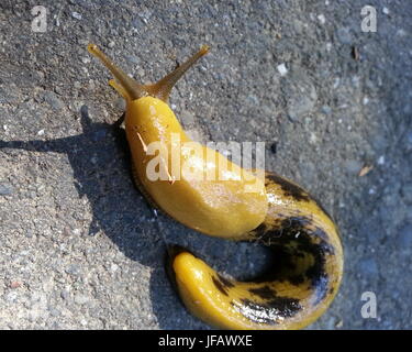 Spotted Banana Slug Ariolimax columbianus Starrigavan Rec Area Sitka ...