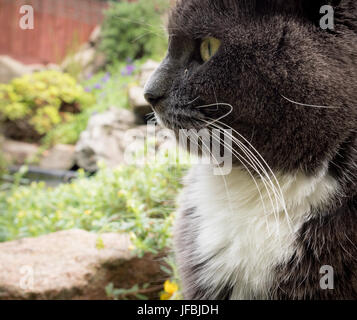Portrait of Gray Cat Stare up on Isolated Black Background, profile ...