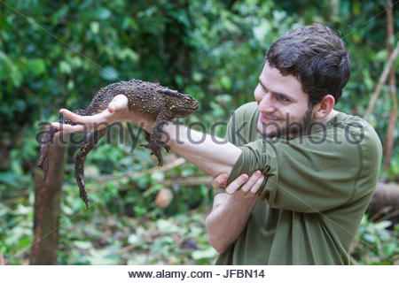 Borneo River toad Bufo asper on stream side stone Danum Valley Sabah ...
