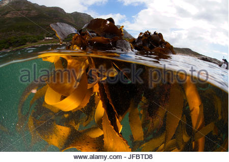Washed up Ecklonia maxima Seaweed Kelp on Beach in Sea Point - Cape ...