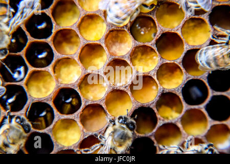 Macro photograph of bees. Dance of the honey bee. Bees in a bee hive on ...