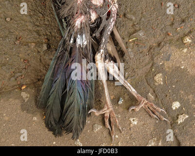 dead bird roadkill putrid decaying carcass beak claws legs fly on eye ...