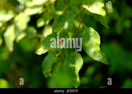 ladybug on big green leaf Stock Photo - Alamy