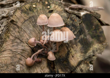 purple-edge bonnet (Mycena purpureofusca Stock Photo - Alamy