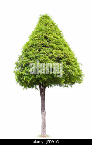 Topiary pine tree landscape with green grass background. Landscape ...