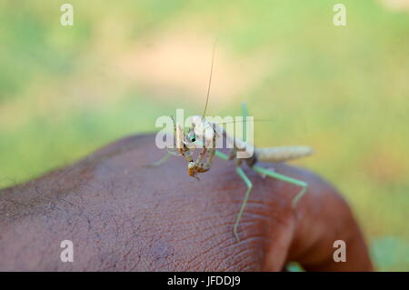 Praying mantis eating fly Stock Photo - Alamy