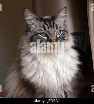 Long haired grey tiger cat close up headshot portrait Stock Photo - Alamy