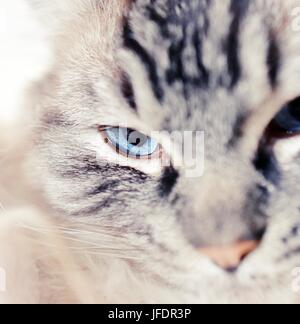 Blue-eye cat staring at the camera Stock Photo - Alamy
