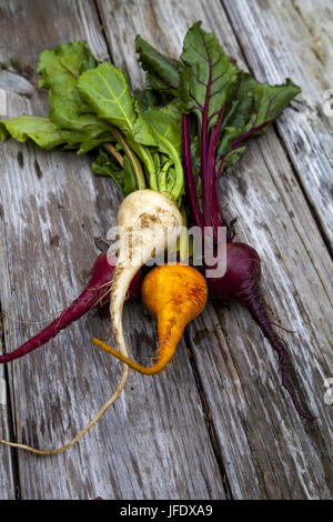 Red, orange and yellow beets vegetable bushel on a rustic wood farm ...