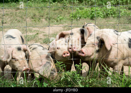 Happy Little Pigs Stock Photo - Alamy