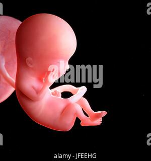 Human foetus age 13 weeks, illustration Stock Photo - Alamy