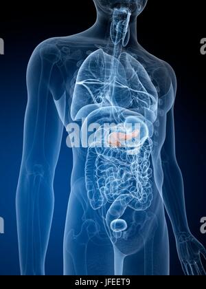 Human spleen, illustration Stock Photo - Alamy