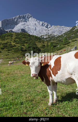 Cow on the Hochalm in front of Alpspitze, Garmisch-Partenkirchen, Upper ...