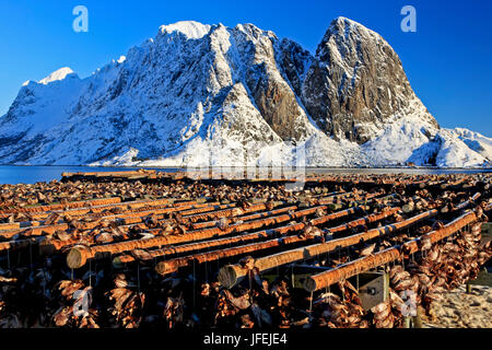 Norway, stockfish, cod, Hamnoy Stock Photo - Alamy
