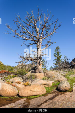 Solitary, giant dead tree in the mountains. High altitude, mountain ...