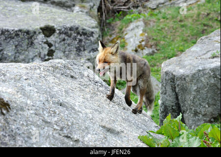Red fox, fox, predator, doggy, pure corner, crafty fox, European fox ...