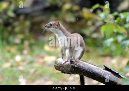 Ermine, big mouse weasel Stock Photo - Alamy