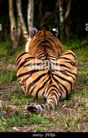 SIBERIAN TIGER skin Stock Photo - Alamy