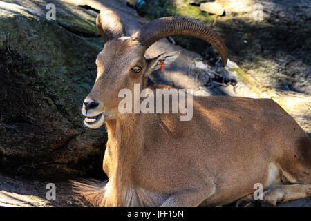 Mountain Goat in zoo. (Oreamnos americanus) in the zoo enclosure ...